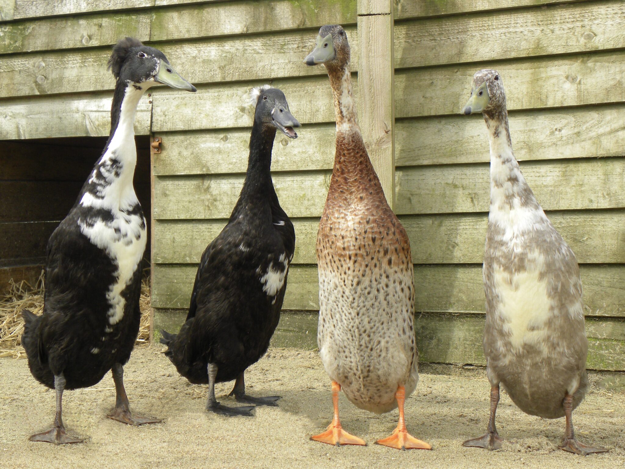 Poultry Paradise in Scotland - Backyard Poultry